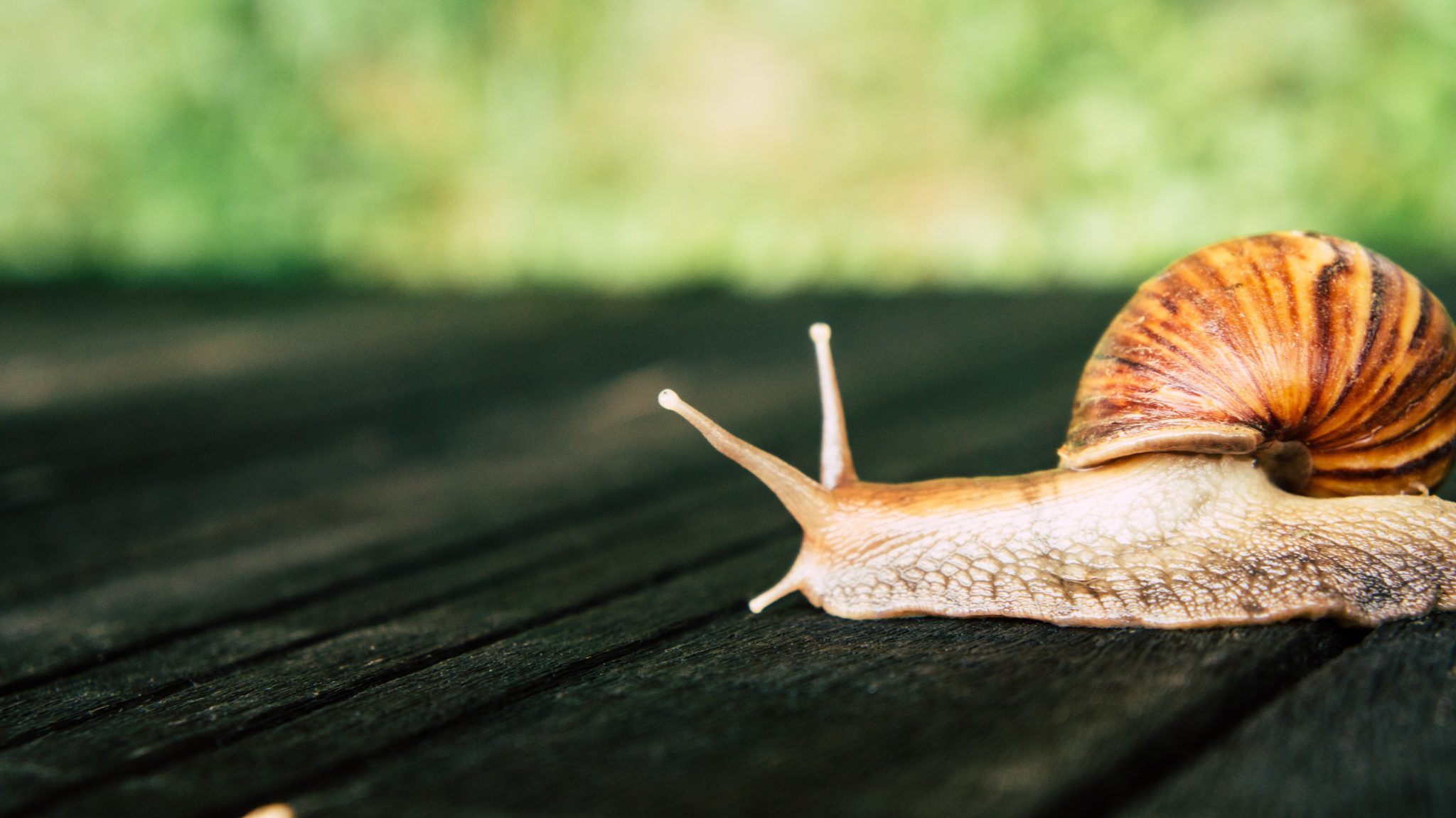 Your questions about one of K-beauty favourite ingredient: Snail Mucus ...
